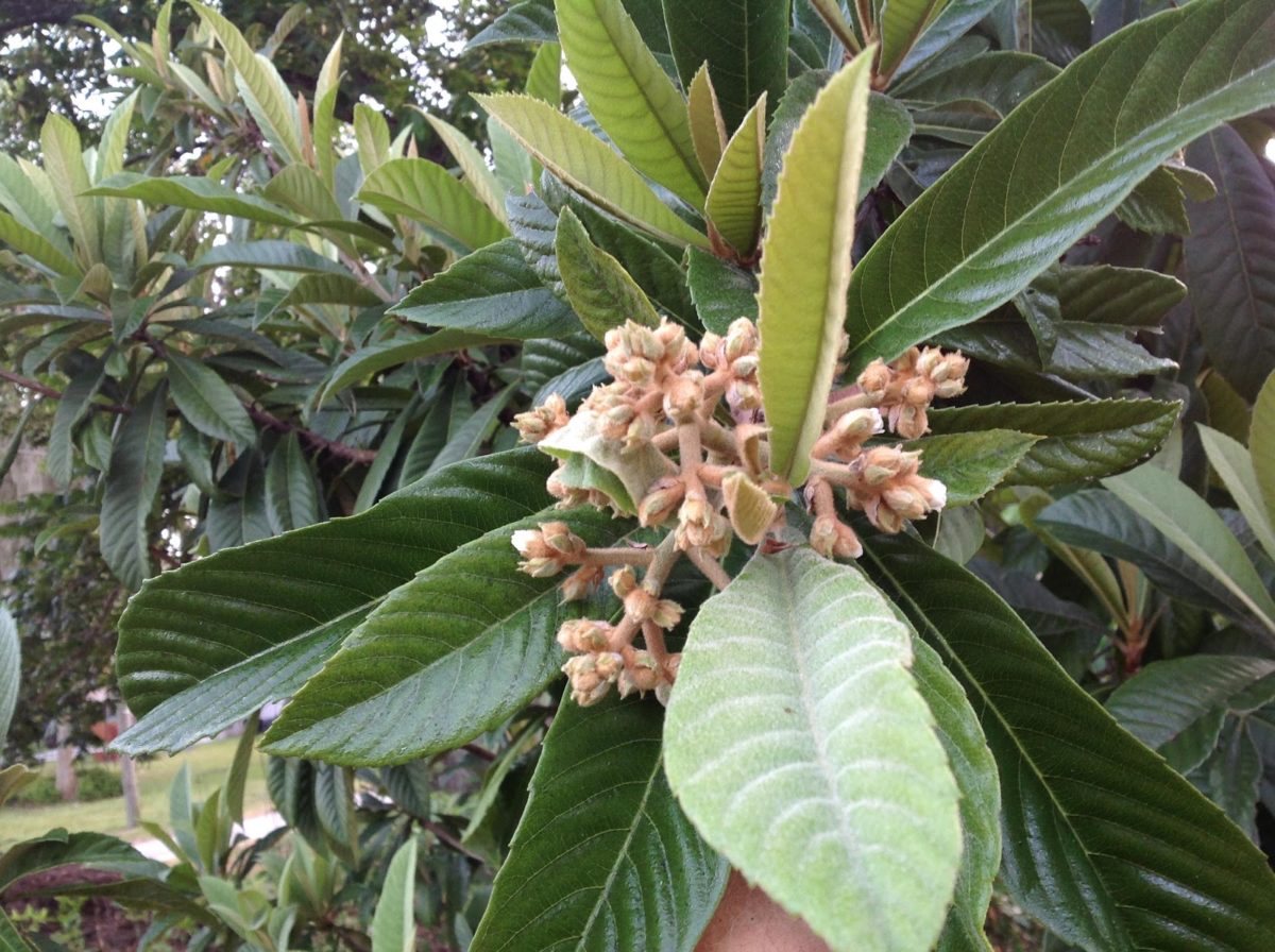Florida Loquat News #41 – June 2021 – Ecology Florida
