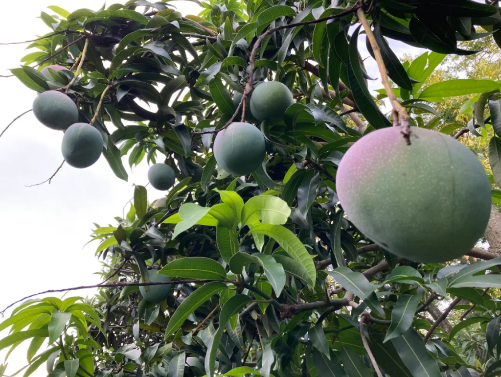 Mango Mania Continues! | Ecology Florida